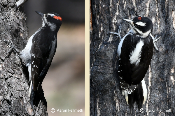 Female And Male Downy Woodpecker