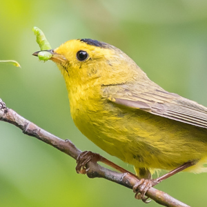 The Institute for Bird Populations – Home Page