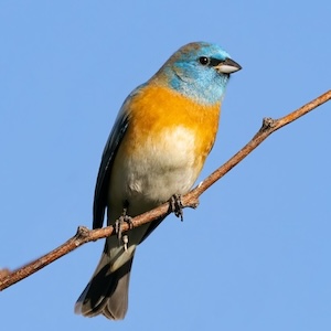 The Institute for Bird Populations – Home Page