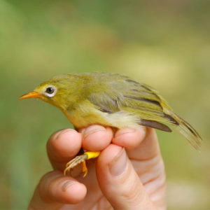 The Institute for Bird Populations – Home Page