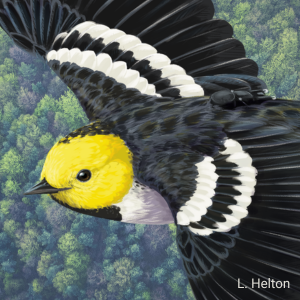 The Institute for Bird Populations – Home Page