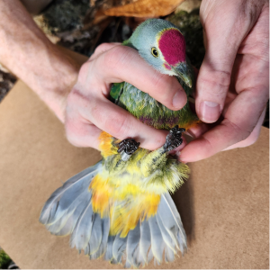 The Institute for Bird Populations – Home Page