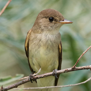 The Institute for Bird Populations – Home Page