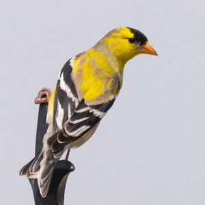 The Institute for Bird Populations – Home Page