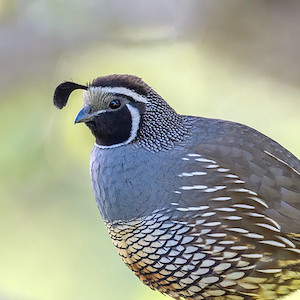 The Institute for Bird Populations – Home Page