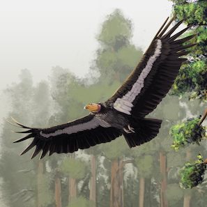 The Institute for Bird Populations – Home Page