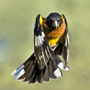 The Institute for Bird Populations – Home Page