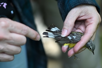 IBP - the MAPS Program