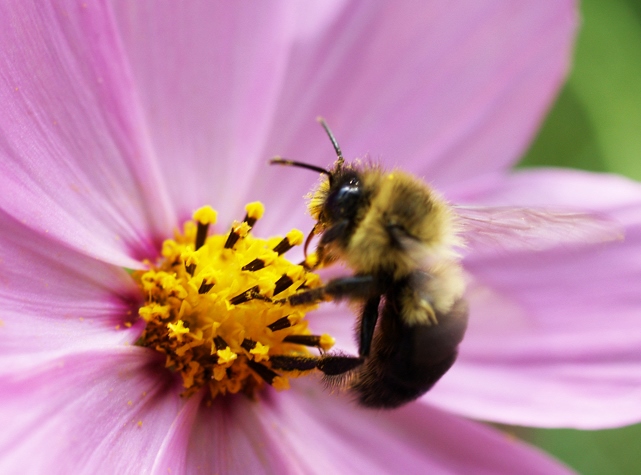IBP - Sierra Nevada Pollinators