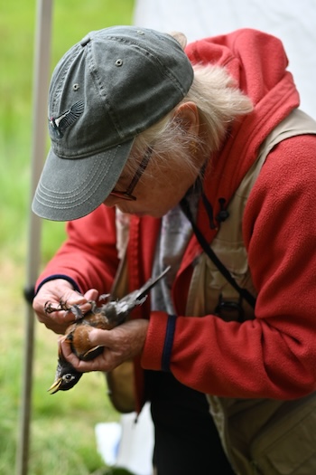 IBP - the MAPS Program